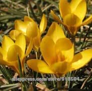 Amazon.com : 50pcs / bag ,Crocus sativus seeds , potted seed, flower ...
