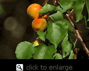 Harcot Apricot-Tree about Four Feet Tall, Cold Hardy Variety : Amazon.in