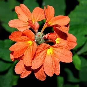 ATHAI/Crossandra infundibuliformis Firecracker Flower, Kanakambaram ...