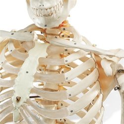 Amazon.com: Numbered Budget Bucky Skeleton Model : Home & Kitchen