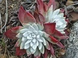 Amazon.com : MITRAEE 10 Dudleya Farinosa Plant Seeds : Patio, Lawn & Garden