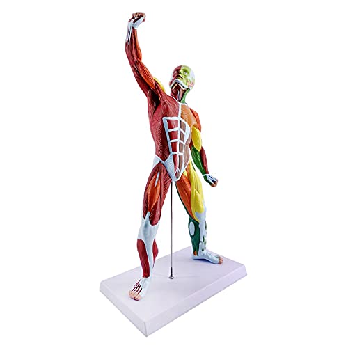 Buy FHUILI Medical Science Human Body Muscle Model - 50Cm Human Muscle ...