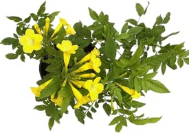 Buy Garden Art New Tecoma Yellow dwarf(round the year flowering ...