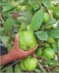 Nature Live Amrud Plant Fruit Tree Sweet Guava Flesh Hybrid Good For ...