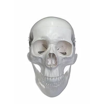 Buy BoNew Life Size Anatomical Deluxe Human Skull Model - Medical ...