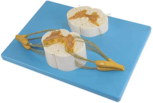 Buy Human vertebral and spinal nerve branch magnification Model Spinal ...