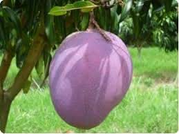 RISHIKA PLANT HOUSE Original Hybrid "Pusa Arunima Mango"Live plant ...