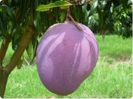 RISHIKA PLANT HOUSE Original Hybrid "Pusa Arunima Mango"Live plant ...