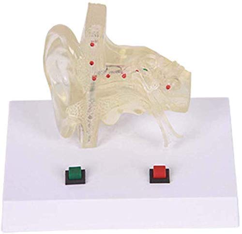 Buy WEDF Educational Model Medical Anatomical Ear Model - Human Organs ...
