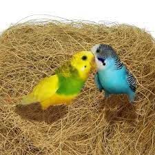 Natural Coir Fiber Nesting Material for Rats and Mice 200gm : Amazon.in ...