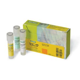 Bio Rad Iscript Cdna Synthesis Kit 100 x 20 Ul Rxns Includes 5x Reverse ...