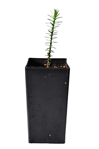 Monkey puzzle tree - How to grow & care