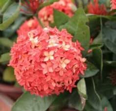 Amazon.com : 100 Seeds / Pack, Ixora seeds, DIY potted plants, indoor ...