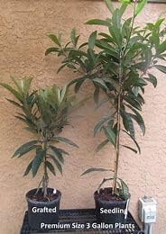 Amazon.com : Live Tree, Loquat Fruit Tree (Eriobotrya Japonica), Live ...