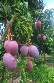 American Red palmer mango fruit plant, live plant, rare red palmer ...