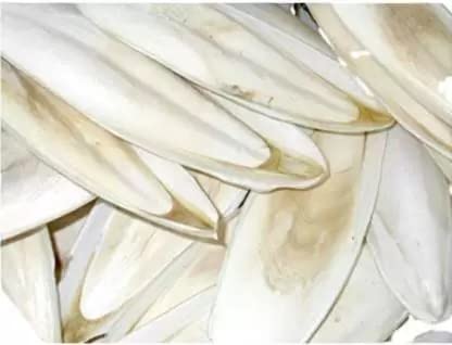 Buy SUMI Pets Internal Shell of a Cuttlefish Fish 100gm Online at Low ...