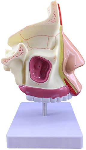 Buy Anatomy Model, Assembly Model l Cavity Anatomical Model Human ENT ...