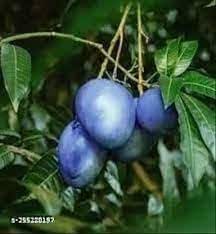 Maa tara green house testy & sweet blue mango tree plant (grafted ...