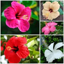 ROYAL PARADISE GARDEN Hibiscus Flower Plant Seed/China Rose Gudhal ...