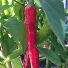 Amazon.com : 25+ Fresh Premium Japanese Fushimi Pepper Seeds-O 124 ...