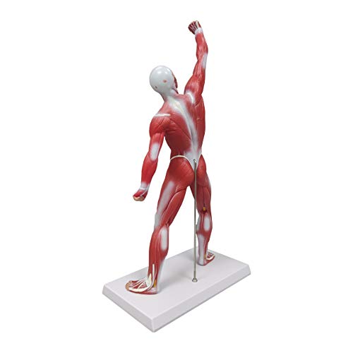 Buy Ultrassist Human Muscle Figure, 20” Miniature Anatomy Muscular ...
