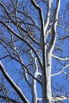 Amazon.com : American Sycamore Tree Saplings, 1-2 Feet Tall, Bare Root ...