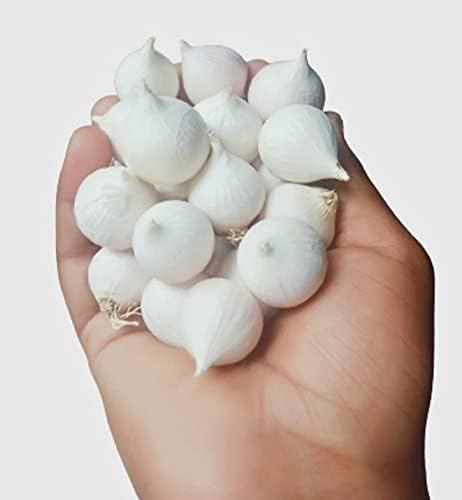 AYWAL garlic bulbs for planting, lasun bulbs for gardening (Pack Of 50 ...