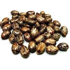 vinarghya – Arandi/Castor Seed/Ricinus Communis/Aamudamu/Erandela ...