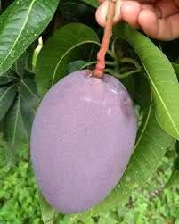 RISHIKA PLANT HOUSE Original GRAFTED Hybrid "Pusa Arunima Mango"Live ...