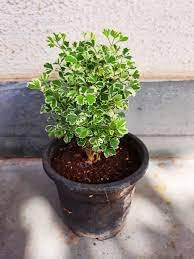 Ficus bonsai plant big,Arelia Plant (Pack of 2) : Amazon.in: Garden ...