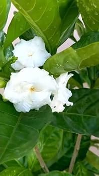 JASMINE/TOGOR FLOWER PLANT OUTDOOR GARDEN LIVE ORGANIC GRAFTED TREE(ALL ...
