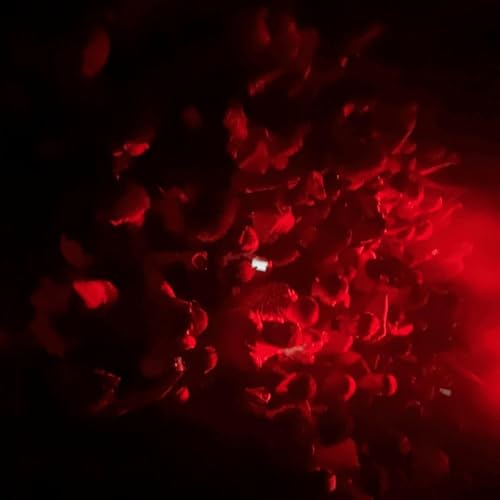 Everybody by Mags IRL on Amazon Music - Amazon.co.uk