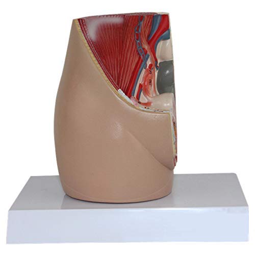 Buy Female Pelvis Anatomy Model PVC Human Anatomical Section ...