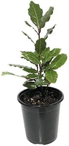 Live Real - Bay Leaf Tree Plant - Laurus nobilis, Bay Tree - Cooking ...
