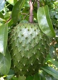 IXORA Golden Custard Apple/Sugar Apple/Sitafal Fruit Grafted Live ...