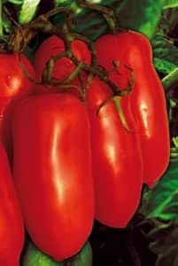 Amazon.com : La Semiorto Sementi Salerno Seeds Bengala (San Marzano F1 ...