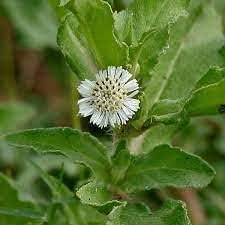 Amazon.com : MITRAEE 100pcs Bhringraj Plant Seeds : Patio, Lawn & Garden