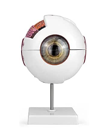 QWORK 6X Enlarged Human Eye Anatomy Model, Magnified Eyeball Model with ...