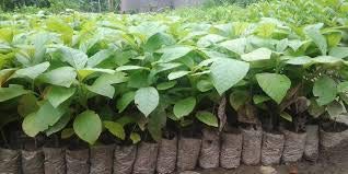 Creative Farmer Live Plant Rare Sagwan" Teak Wood" Tree Teak (Tectona ...
