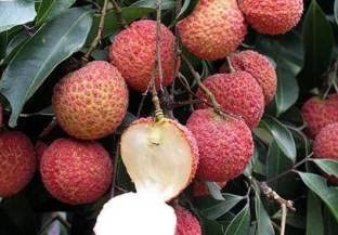Seedless lichi plant : Amazon.in: Garden & Outdoors