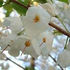 Pack of 50 Carolina Silverbell (Halesia Carolina) Tree Seeds: Package ...