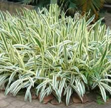 Spider lily variegated(a pack of 5 flower bulbs) : Amazon.in: Garden ...