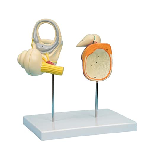KH66ZKY Human Ear Anatomy Model - Inner Ear Auditory - Want It All