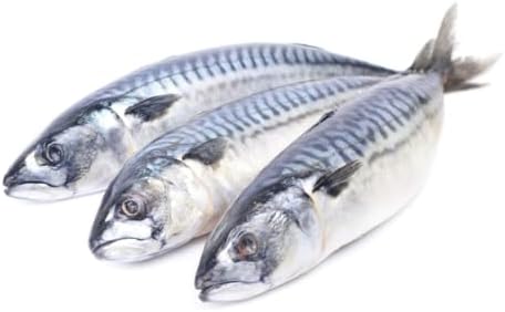 Fresh Atlantic Mackerel Box 20kg – Premium Whole Fish | High-Protein ...