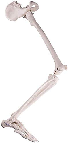 Jjff Human Leg Skeleton Bundle Medical Anatomical Human Skeleton Lower ...