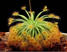 Drosera Broomensis Carnivorous Very Rare Plant 10 seeds Woolly Sundew ...