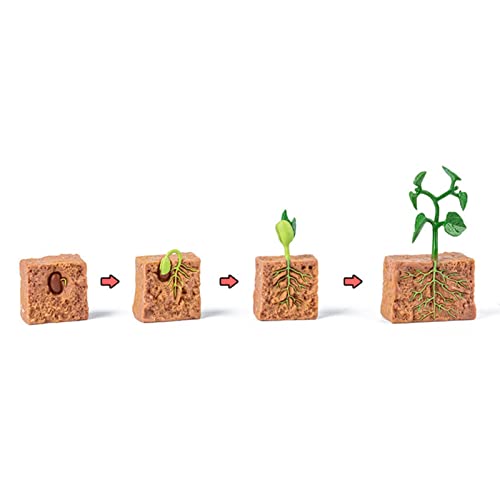 5 Pcs Plant Life Cycle Model - Broad Bean Life Cycle Toy Set with A ...