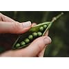 Amazon.com : Champion of England Climbing Pea - 50 Seeds - Popular ...