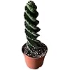Amazon.com : Spiral Cactus - Cereus forbesii 'Spiralis' - Twisted Rare ...