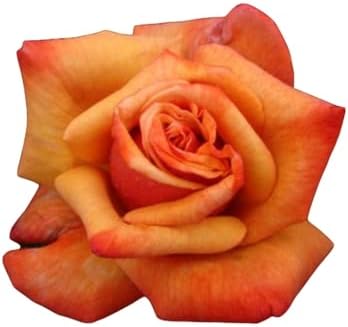 Rose Remember ME -Sympathy Gifts, Rememberance Gifts,Floral Rose ...